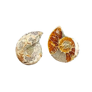 Universal Specialties Ammonite Pair 2pc Unique Fossil Stone Natural Specimen Shell Dinosaur Fossils Crystal Mineral Madagascar Feng Shui Chakra Energy Healing Raw Set Prehistoric Ancient Gemstone 2 cm