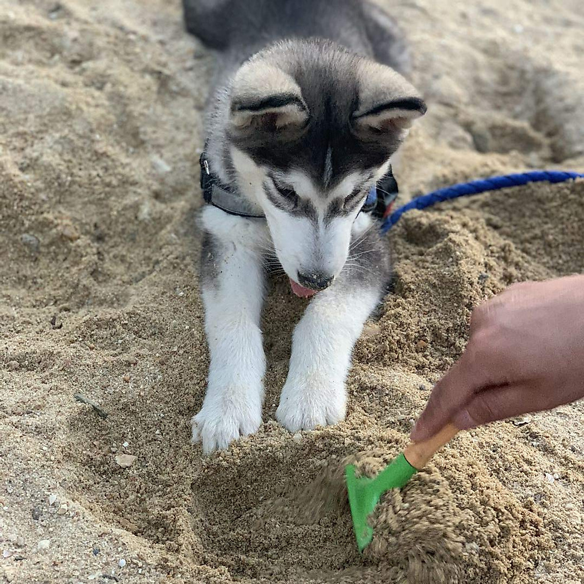 Kids Gardening Tools Set, 6PCS Gardening Tools for Kids Metal with Sturdy Wooden Handle Safe Gardening Tools 8" Children Beach Sandbox Toy