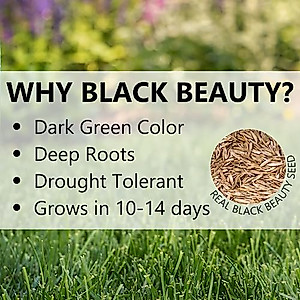 Jonathan Green (10970) Black Beauty Heavy Traffic Grass Seed - Cool Season Lawn Seed (3 lb)