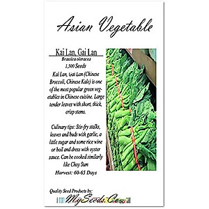 Big Pack - (1,500) Chinese Broccoli, Kailan GAI LAN Seeds - Used in Cantonese Cuisine - Non-GMO Seeds by MySeeds.Co (Big Pack - Kai LAN)