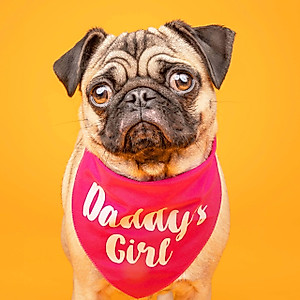 Daddy's Girl Father's Day Dog Bandana (Royal, OS 5)