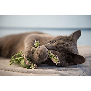 ShopSense Premium Catnip Spray - Your Cat's Ultimate Playtime Stimulant