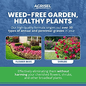 Agrisel GrassOut Max Weed Killer, Targets 50+ Grassy Weeds Without Harming Desired Plants, Pet Safe, Large Area Treatment, Easy Application, Includes 3-Pack of Agrisel Protective Gloves, 16 Ounces