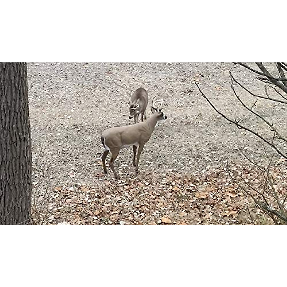 Flambeau Outdoors 5965MS Boss Buck - Masters Series Deer Decoy