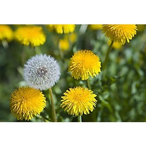 Dandelion Seeds for Planting, 12000+ Flower Seeds for Planting