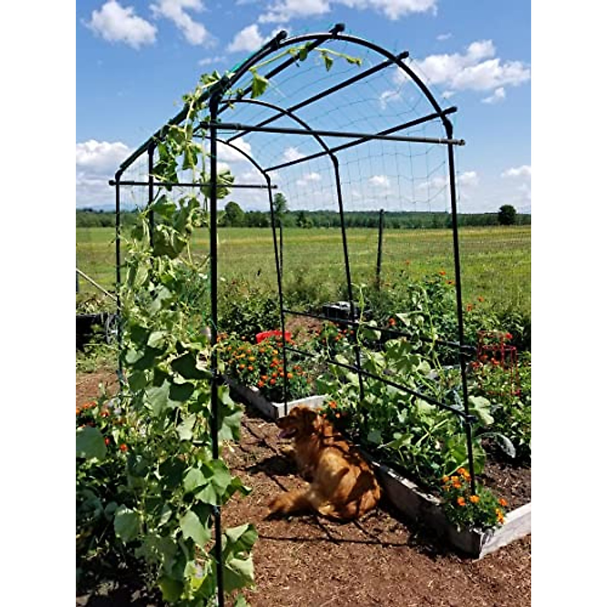 Gardener’s Supply Company Extra Tall Garden Arch Arbor 80in Titan Squash Tunnel | Lightweight Metal, Trellis Plant Stand for Climbing Vines | Outdoor Lawn Tower & Garden Support Structure