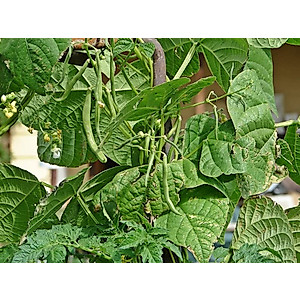 60 Slenderette Bush Bean Seeds for Planting Heirloom Non GMO 14 Grams Garden Vegetable Bulk Survival Hominy