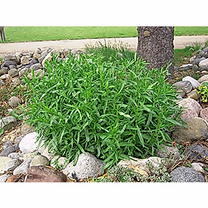 French Tarragon Plant Live, Tarragon Herbs in 3.5 Inc Pot Planting Ornaments Perennial Garden Simple to Grow Pots Gifts