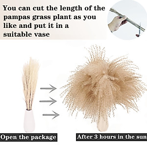 Dried Pampas Grass Decor, 100 PCS Pampas Grass Contains Bunny Tails Dried Flowers, Reed Grass Bouquet for Wedding Boho Flowers Home Table Decor, Rustic Farmhouse Party (White and Brown)