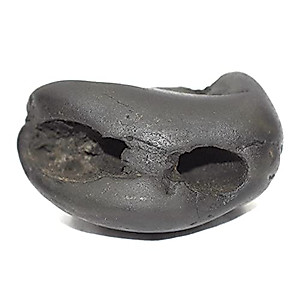 Rudrakshguru TriVikrama Shaligram - Gandaki River Nepal