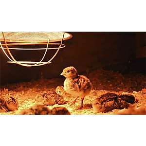 BONGBADA Heat Lamp Bulb P40 2 Pack Red Infrared Glass Lamp Bulb for Food Service, Brooder Bulb, Chicks, Pet, Bathroom, Light Therapy, Reptiles and Amphibian Use E26 Base (Clear, 125W)