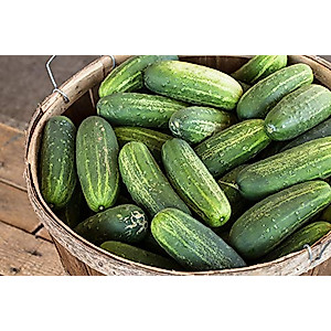 Carolina Cucumber Seeds for Planting, 100+ Heirloom Seeds Per Packet, (Isla's Garden Seeds), Non GMO Seeds, Botanical Name: Cucumis sativus, Great Home Garden Gift