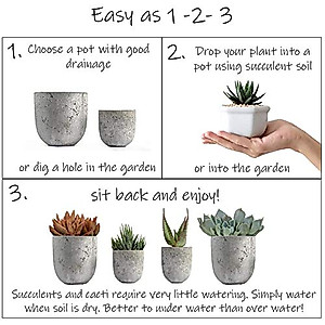 Altman Plants, Live Succulents Plants (50 Pack), Nursery Pots Variety Pack, Bulk Succulents Plants Live Plants Indoor Plants Live House Plants Indoors Live Indoor Plants Live Houseplants Live Indoor