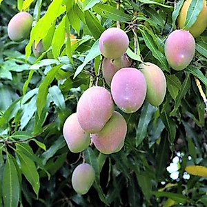 CHUXAY GARDEN Pink Green Mango Fruit Seed 2 Seeds Tropical Tree Edible Fruit Gardening Gifts Holiday Gift