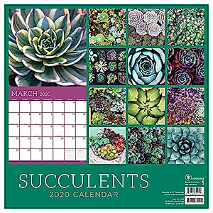 2020 Succulents Wall Calendar