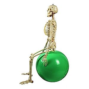 Rudiger Anatomie Physiological Skeleton with Flexible Spine, Spinal Cord, Vertebral Arteries, Mounted Herniated Disc and Sectioned Sacrum, Includes Display Stand with Casters, Dust Cover, and Warranty