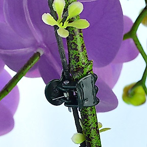 baotongle 100 pcs Plant Clips, Orchid Clips Plant Orchid Support Clips Flower and Vine Clips for Supporting Stems Vines Grow Upright Dark Green