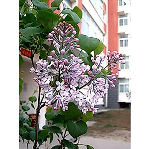50+ Mixed Lilac Tree Seeds Fragrant Flowers Flower Perennial Bush Bonsai Plants