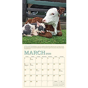 Unlikely Friendships Wall Calendar 2020