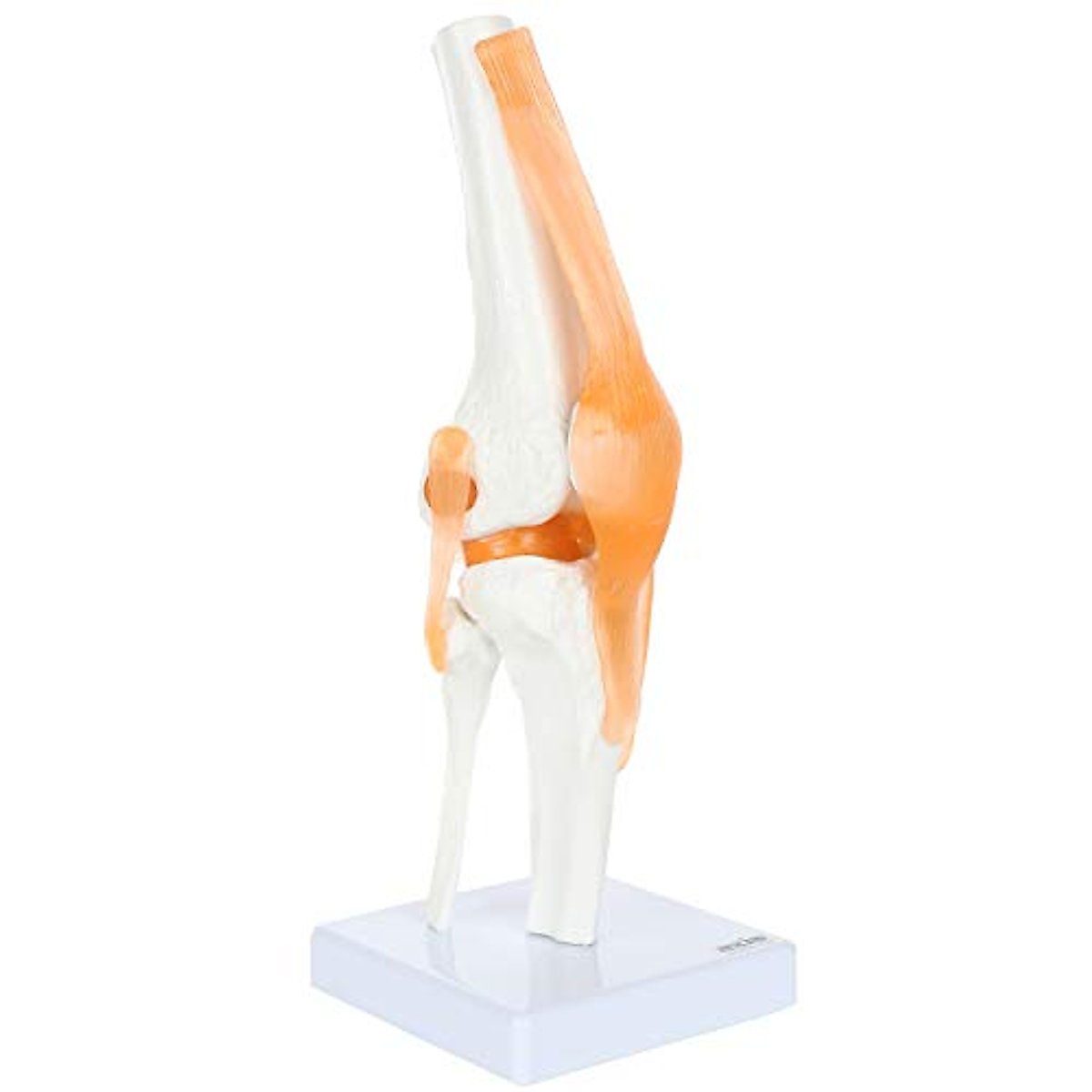 Knee Model Anatomy - Anatomically Correct Knee Joint Model with Ligaments and Muscles, Human Knee Model, Display Movement, Includes Base, Detailed Full Color Product Manual, Made by Axis Scientific