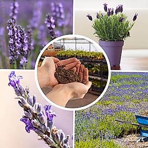 Lavender Potting Soil Mix (8 Quarts), Indoor/Outdoor Container Gardening Blend for Lavender Herb Plants