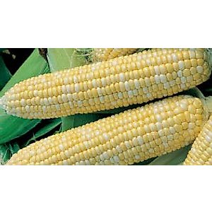 Bulk Organic Sweet Corn Seeds (1 LB) 3,000 Seeds