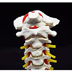 Cervical Vertebra Arteria Spine Spinal Nerves Anatomical Model Anatomy for Science Classroom Study Display Teaching Medical Model