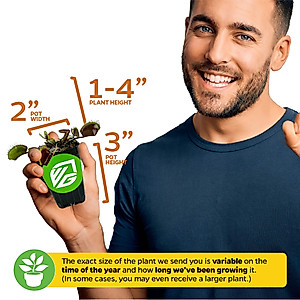 Venus Fly Trap Bundle - Akai Ryu (Red Dragon), King Henry, Dente & Original Carnivorous Plants by Wellspring Gardens - Indoor Starter Live Plants - Unique & Rare Fly Traps - Ideal for Halloween Decor