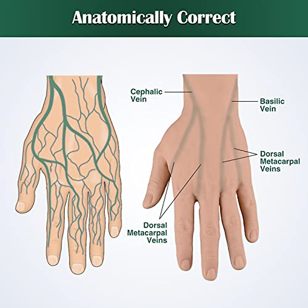 Ultrassist Venipuncture Practice Kit for Infusion Exercises, IV Practice Kit for Nursing Students and Other Medical Professionals, IV Practice Hand with Latex-Free Veins