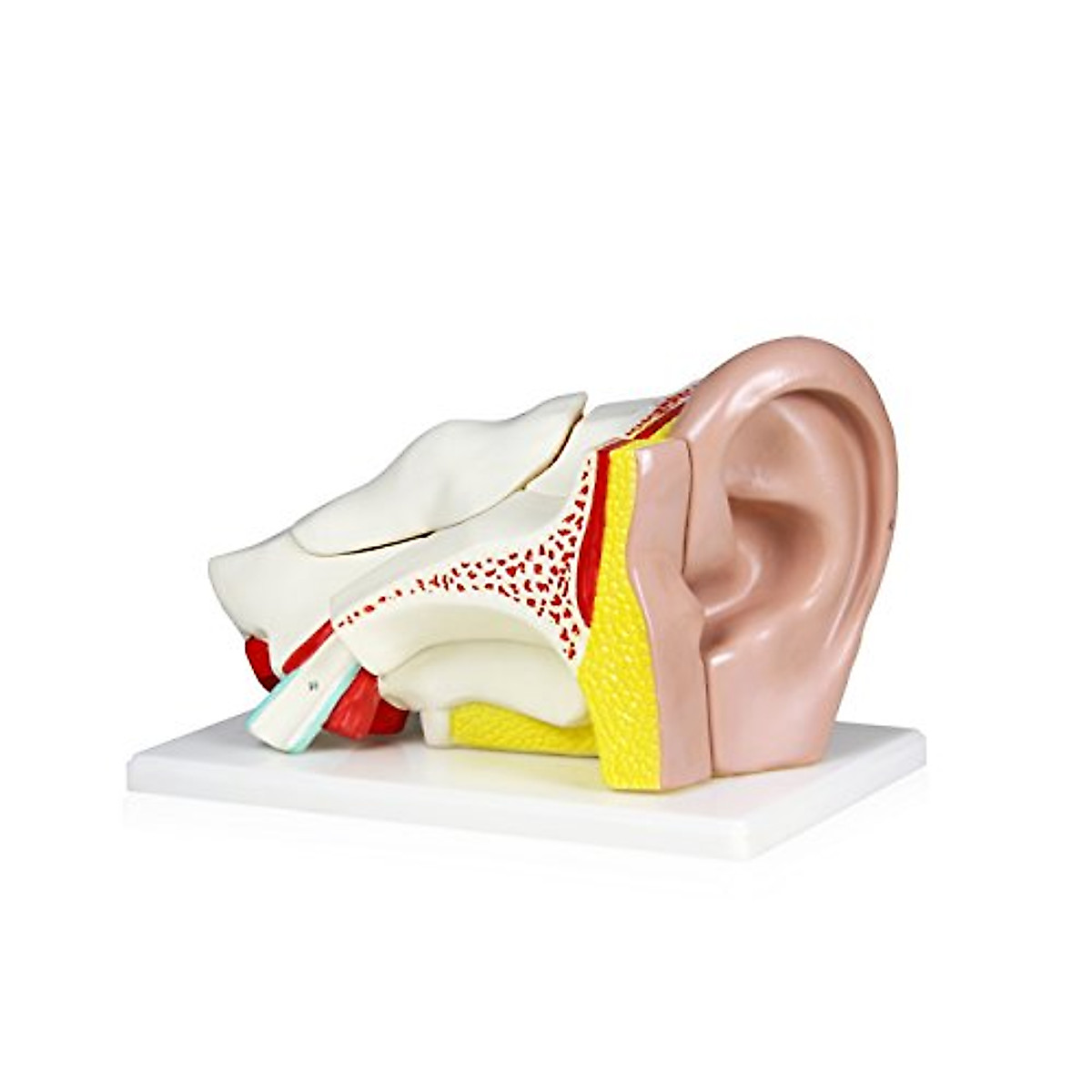 Parco Scientific PB00066-CC3 4X Ear | External, Middle & Inner Ear | 5 Removable Pieces Include Temporal Bone, Auditory Canal, Labyrinth, Tympanic Membrane, Malleus and Incus | W Key & Carrying Case