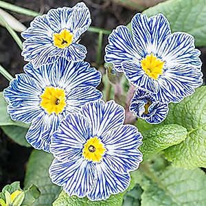 Primula 'Zebra Blue' Seeds Polyanthus Primrose Perennial Low Maintenance Deer Resistant Easy to Grow Border Edging Container Outdoor 100Pcs Flower Seeds by YEGAOL Garden