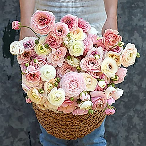 Ranunculus Bulbs - Porcelaine - 40 Bulbs - Pink Flower Bulbs, Corm Attracts Bees, Attracts Pollinators, Easy to Grow & Maintain, Fragrant, Container Garden