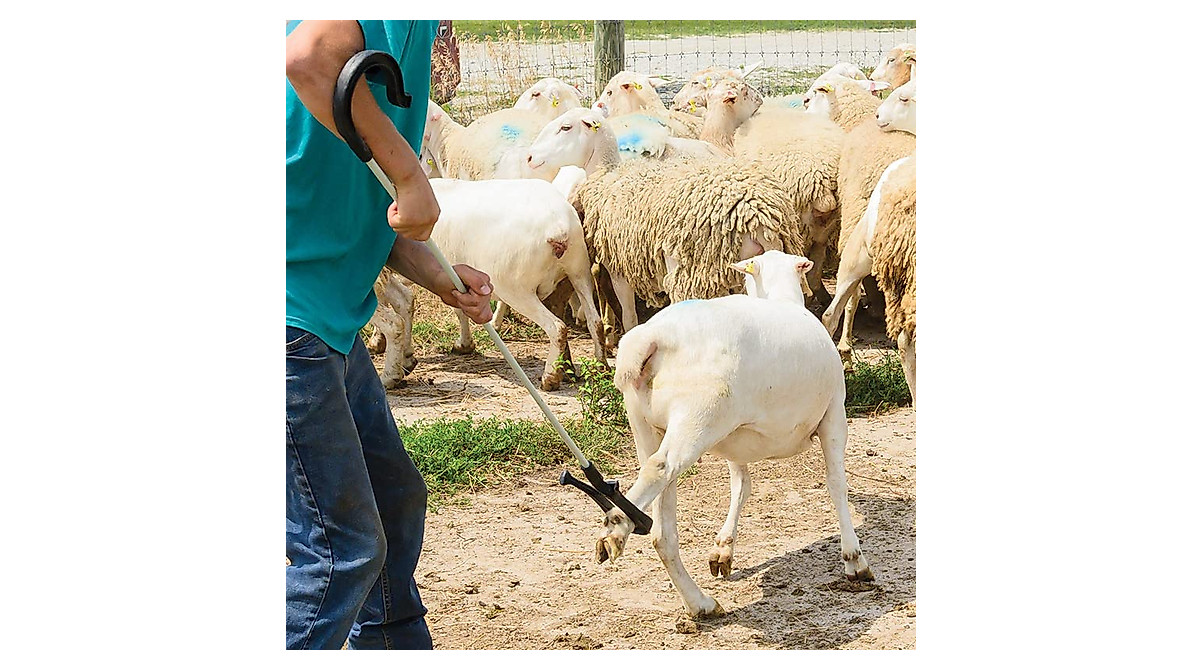 Premier Kiwi Crook 53" Sheep & Goat Catching Crook | Durable & Versatile