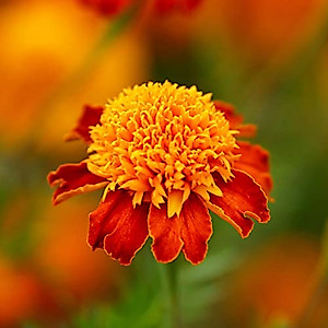 French Marigold Seeds (Dwarf Double) - Orange Flame - 1 Pound - Orange Flower Seeds, Heirloom Seed Attracts Bees, Attracts Butterflies, Attracts Hummingbirds, Attracts Pollinators