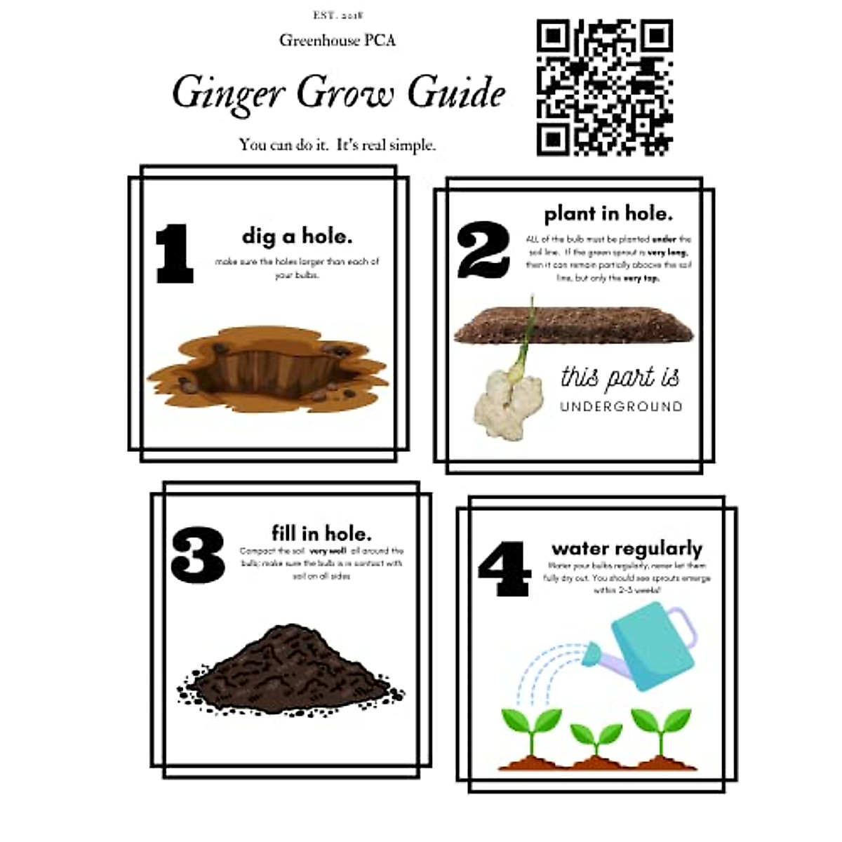 10 Live Sprouted Rhizomes of Heirloom Peruvian Ginger (Zingiber officinale) for Growing and Eating by Greenhouse PCA