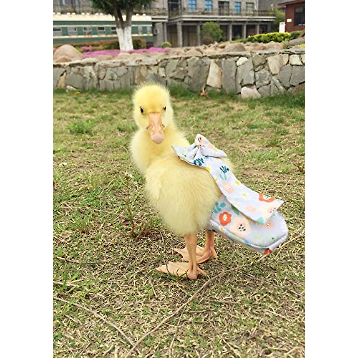 HEZHUO Duck Diapers, Chicken Diapers, Special Diapers for Poultry, Chicken, Duck and Goose Waterproof, Adjustable, Washable and Reusable Diapers，Poultry Supplies, Duck Supplies (M:200g-250g)