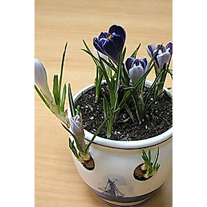 Crocus Indoor Forcing Kit - Ceramic Pot,Soil & 10 Blue Crocus Bulb, Great Gift