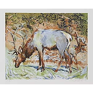 Elk
