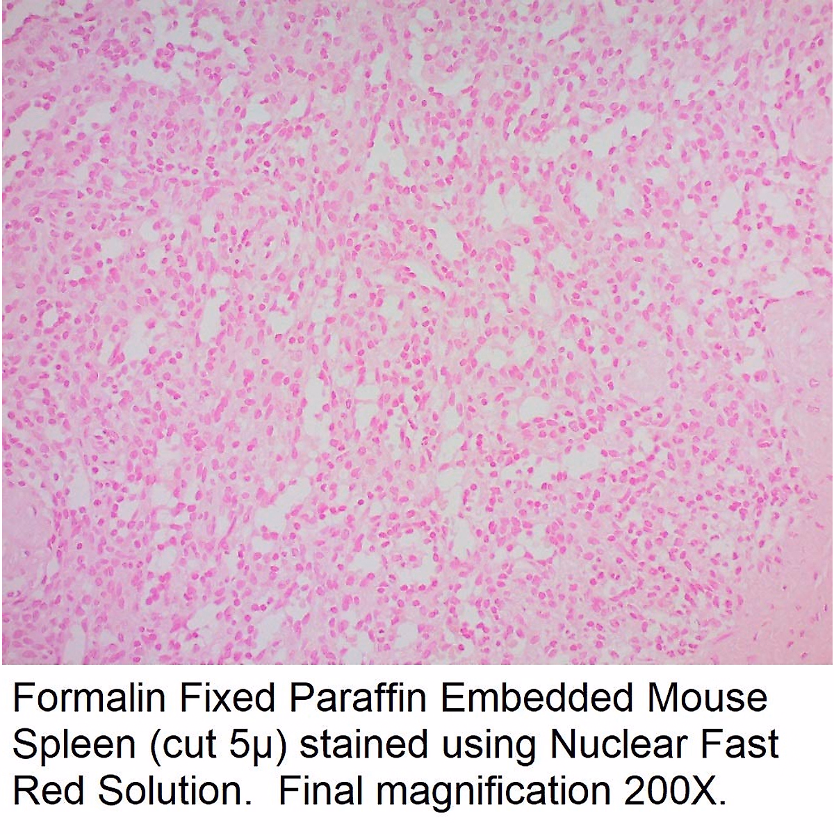 Nuclear Fast Red Solution, 1000ml