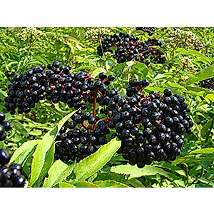 Gaea's Blessing Seeds - Elderberry Seeds - American Black Elderberry Heirloom - Non-GMO Seeds with Easy to Follow Planting Instructions - 90% Germination Rate