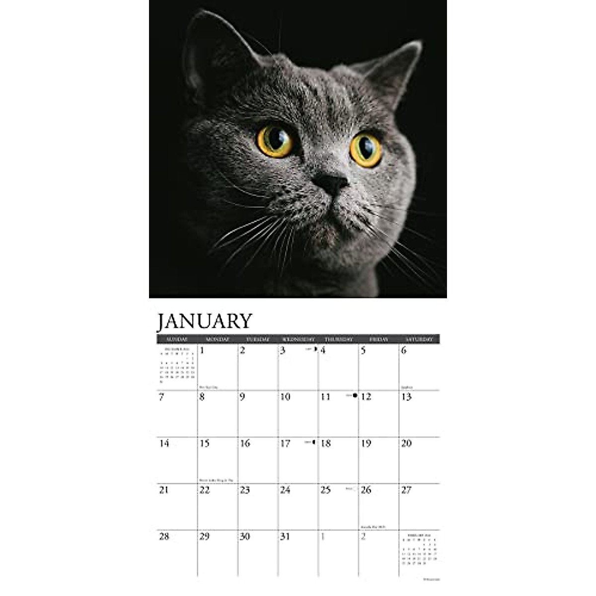 Willow Creek Press Cats Monthly 2024 Wall Calendar (12" x 12")