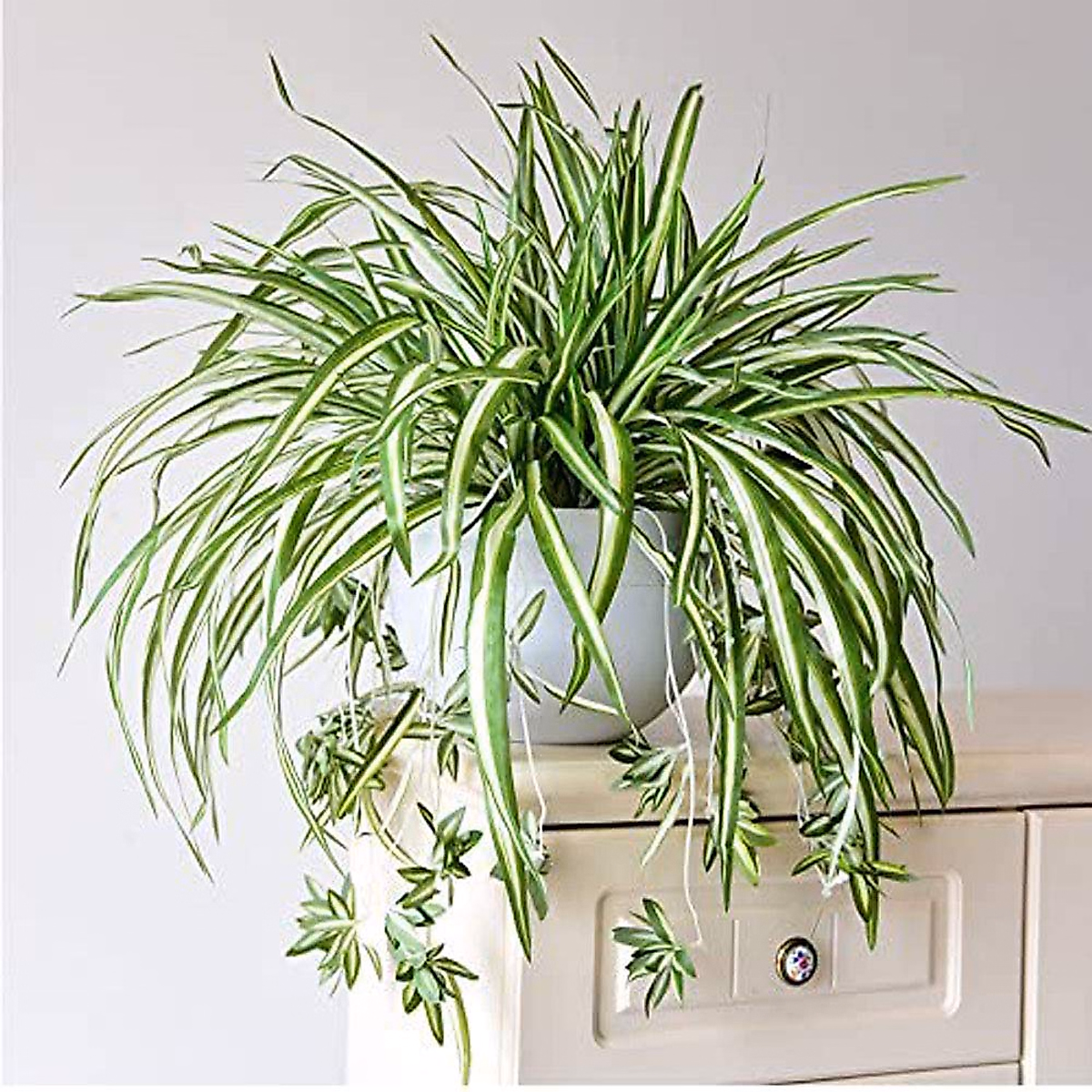 Artificial Chlorophytum Silk Flowers, Artificial Flowers Spider Plant Fake Greenery Faux Plant Hanging Basket Ivy Green Leaves Wall Hanging Plants for Home Garden Office Wedding Decoration