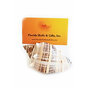 Set of 6 Genuine Seashell Place Card Holders Beach Wedding Favor Nautical Party Decor Sea Shell Table Sets