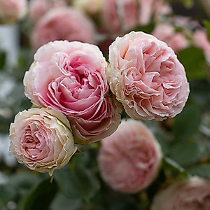 Heirloom Roses Eden Climber® Rose Plant - Climbing Pink Rose Bush, Own Root Rose Plants for Planting Outdoors