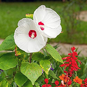 Outsidepride Hibiscus Luna White Garden Flower Seed & Foliage Container Plants - 10 Seeds