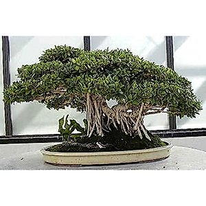 Banyan Bonsai Tree Seeds for Planting - 30 Seeds of Ficus benghalensis