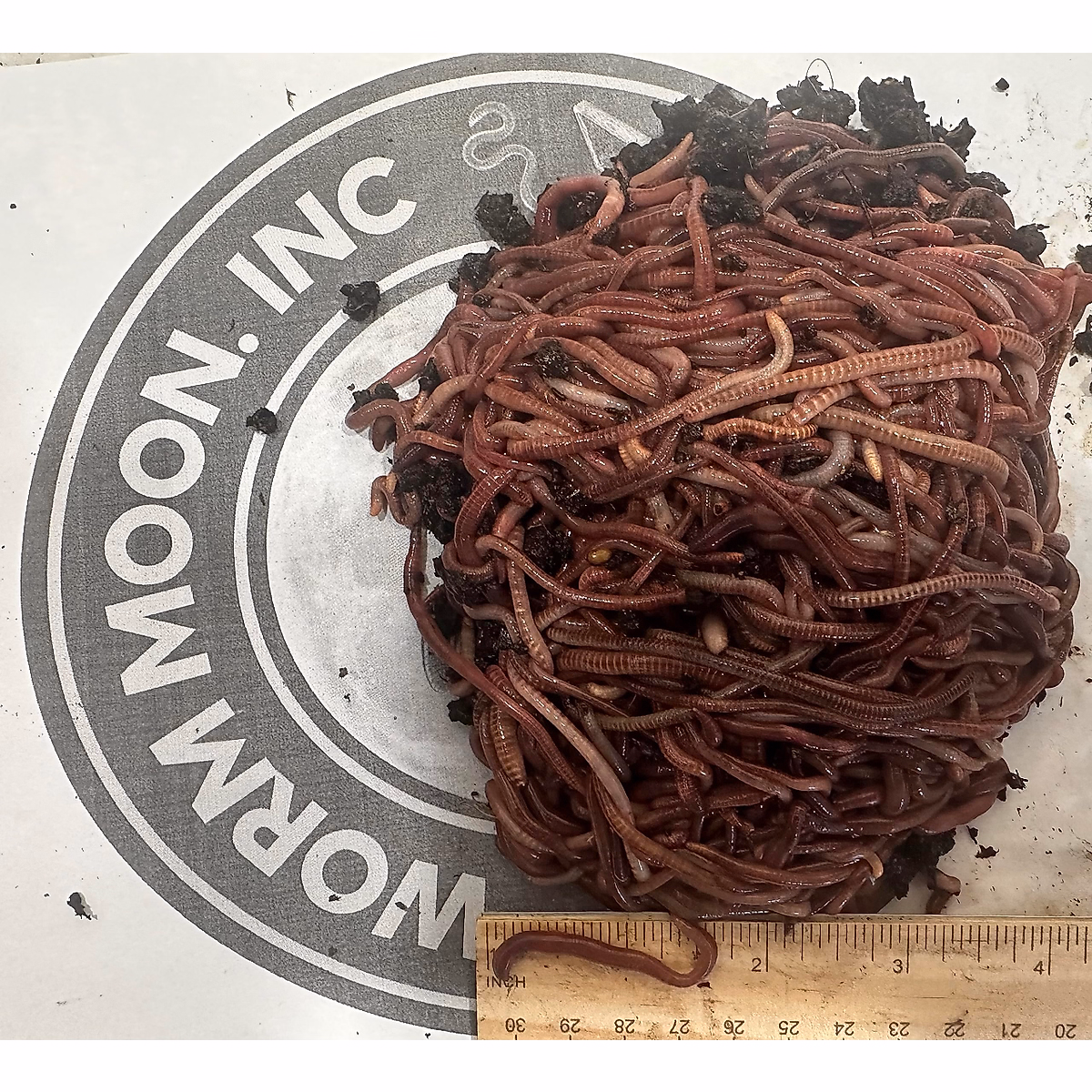 500+ Live Red Wigglers Composting Worms, Composting Bins