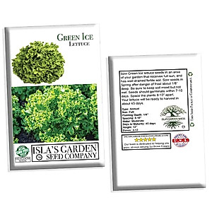 Green Ice Leaf Lettuce Seeds for Planting, 1000+ Heirloom Seeds Per Packet, (Isla's Garden Seeds), Non GMO Seeds, Botanical Name: Lactuca Sativa, Great Home Garden Gift