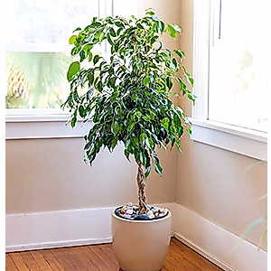Ficus Benjamina Bonsai Weeping Fig Tree Benjamin Fig Ficus Tree Java Fig Chinese Banyan 20+ Seeds for Planting