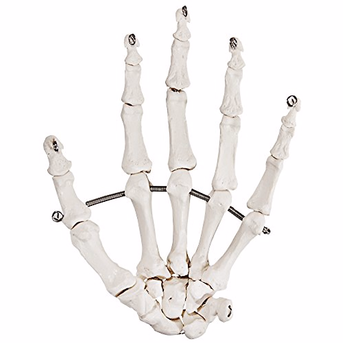 Axis Scientific Skeletal Hand | Left | Fully Articulated Flexible Hand Skeleton is Secured with Quality Wire to Demonstrate Movement | Includes Product Manual